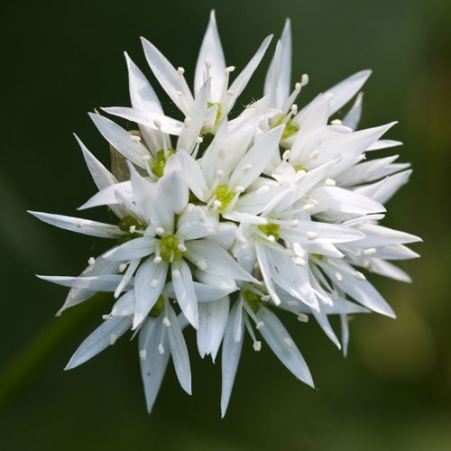 Vse o čemažu - Med.Over.Net