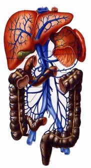 Prebavila - Med.Over.Net