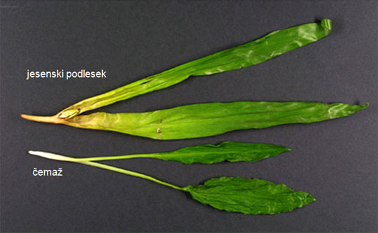 Čemaž - previdno pri nabiranju - Med.Over.Net